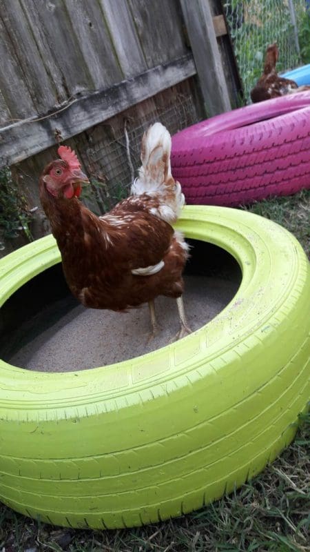 20 Chicken Run Ideas You Can DIY For Your Garden