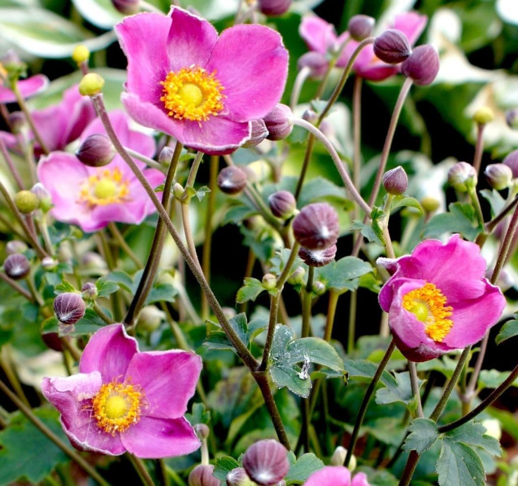 Fall Plant Ideas to Grow in September