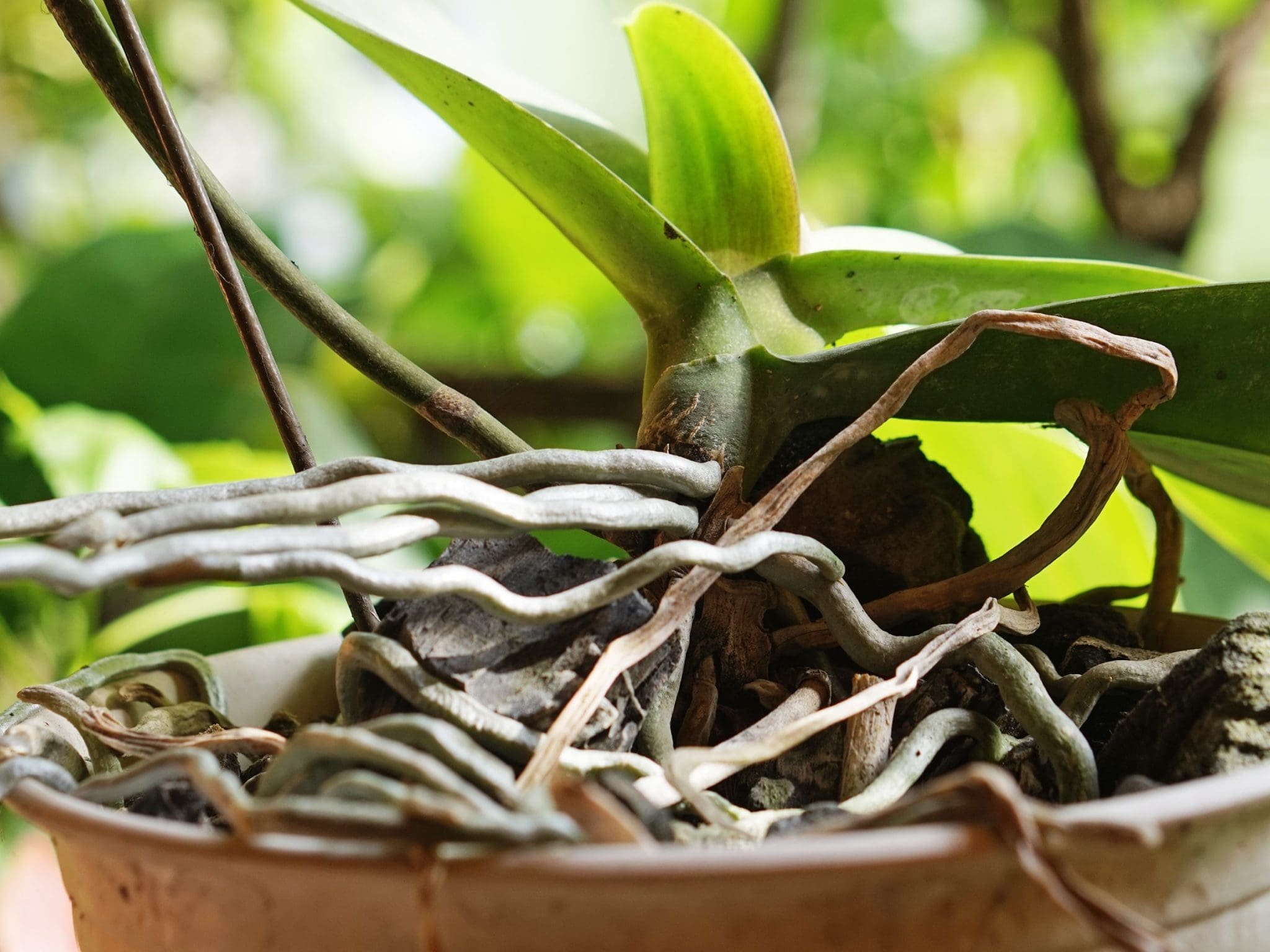 How to Revive an Orchid: 20 Proven Methods for Healthy Blooms