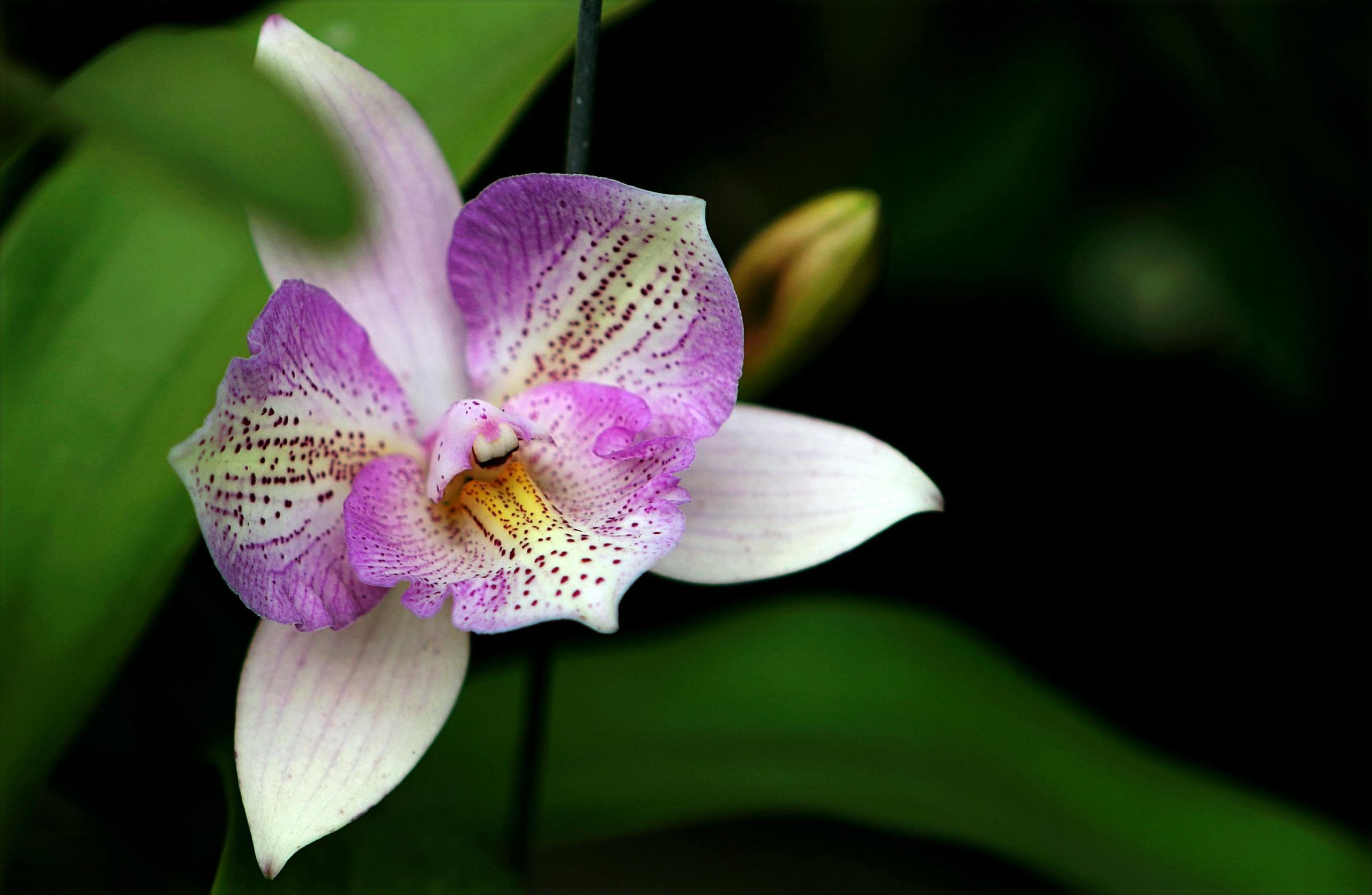 How to Revive an Orchid: 20 Proven Methods for Healthy Blooms