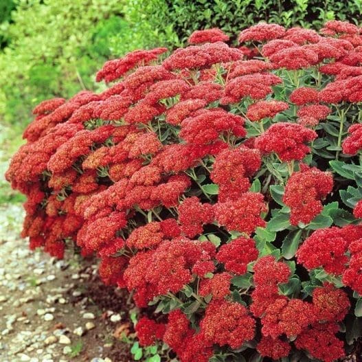 Fall Plant Ideas to Grow in September