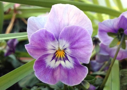 Fall Plant Ideas to Grow in September