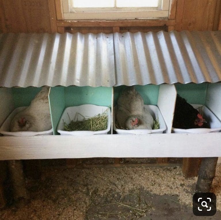 12 Creative Nesting Boxes DIY for Your Chickens