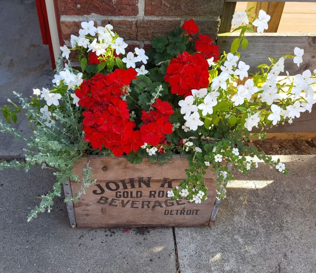 Geranium Planter Ideas That’ll Brighten Up Any Porch or Patio