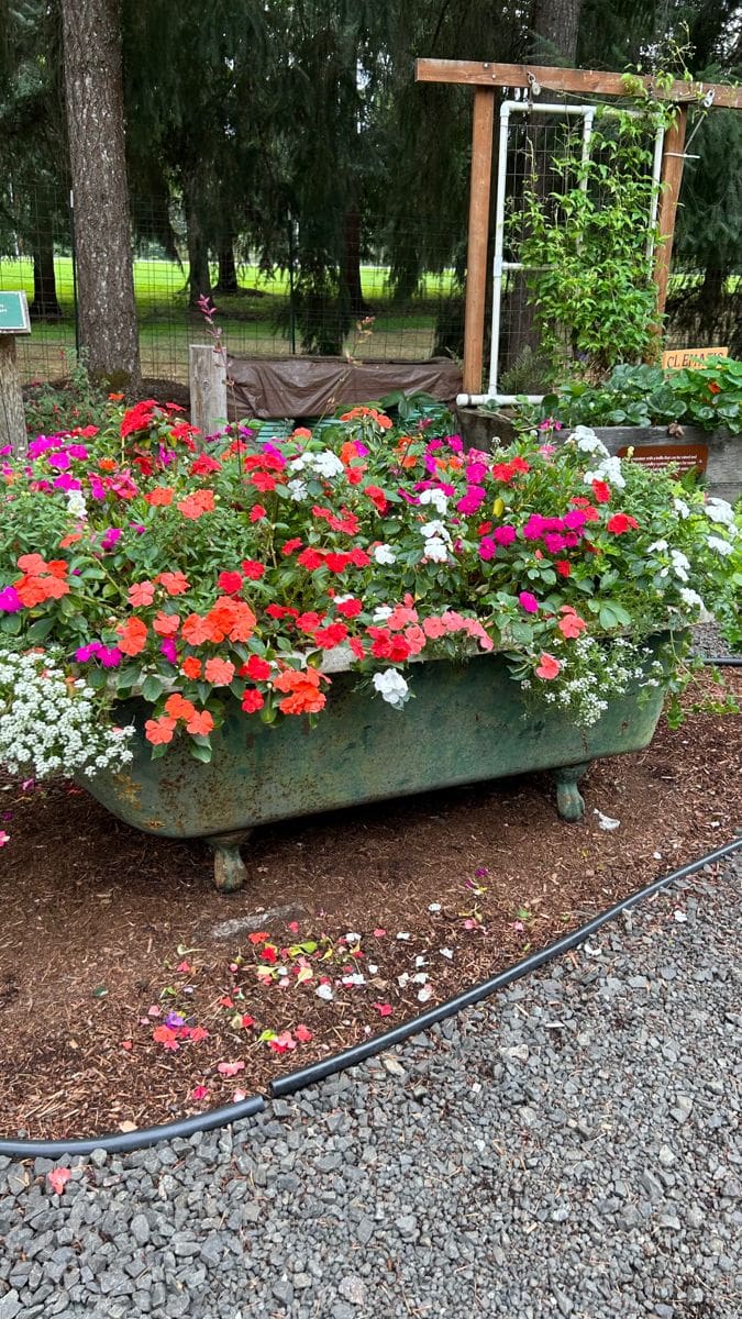 Geranium Planter Ideas That’ll Brighten Up Any Porch or Patio
