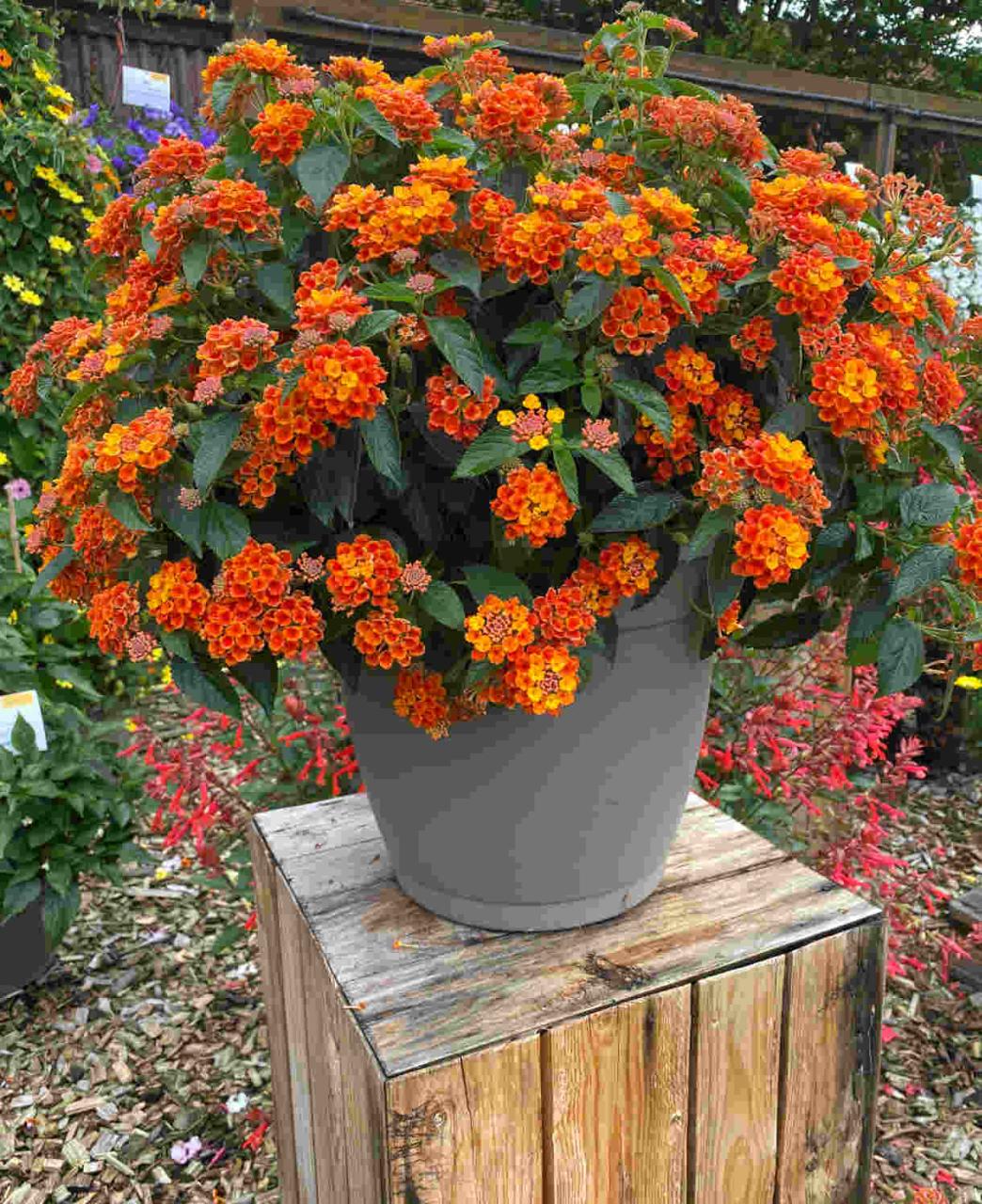 22 Easy Full Sun Container Plants To Brighten Your Garden